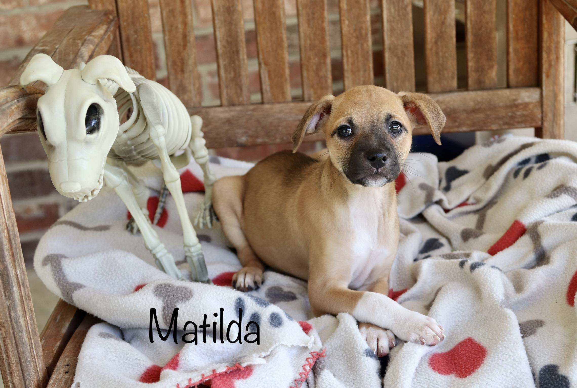 Matilda — Fetch Wisconsin Rescue