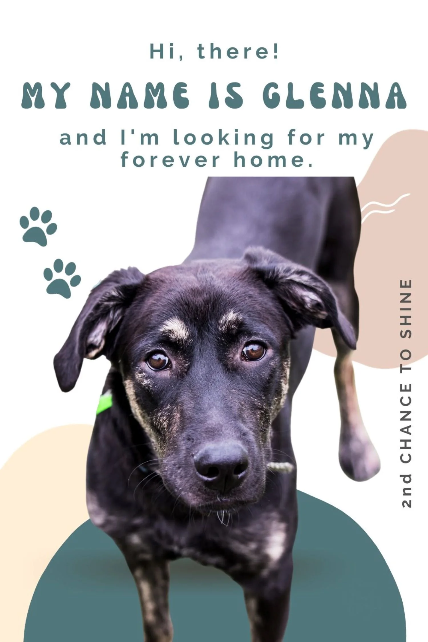 Glenna — Fetch Wisconsin Rescue