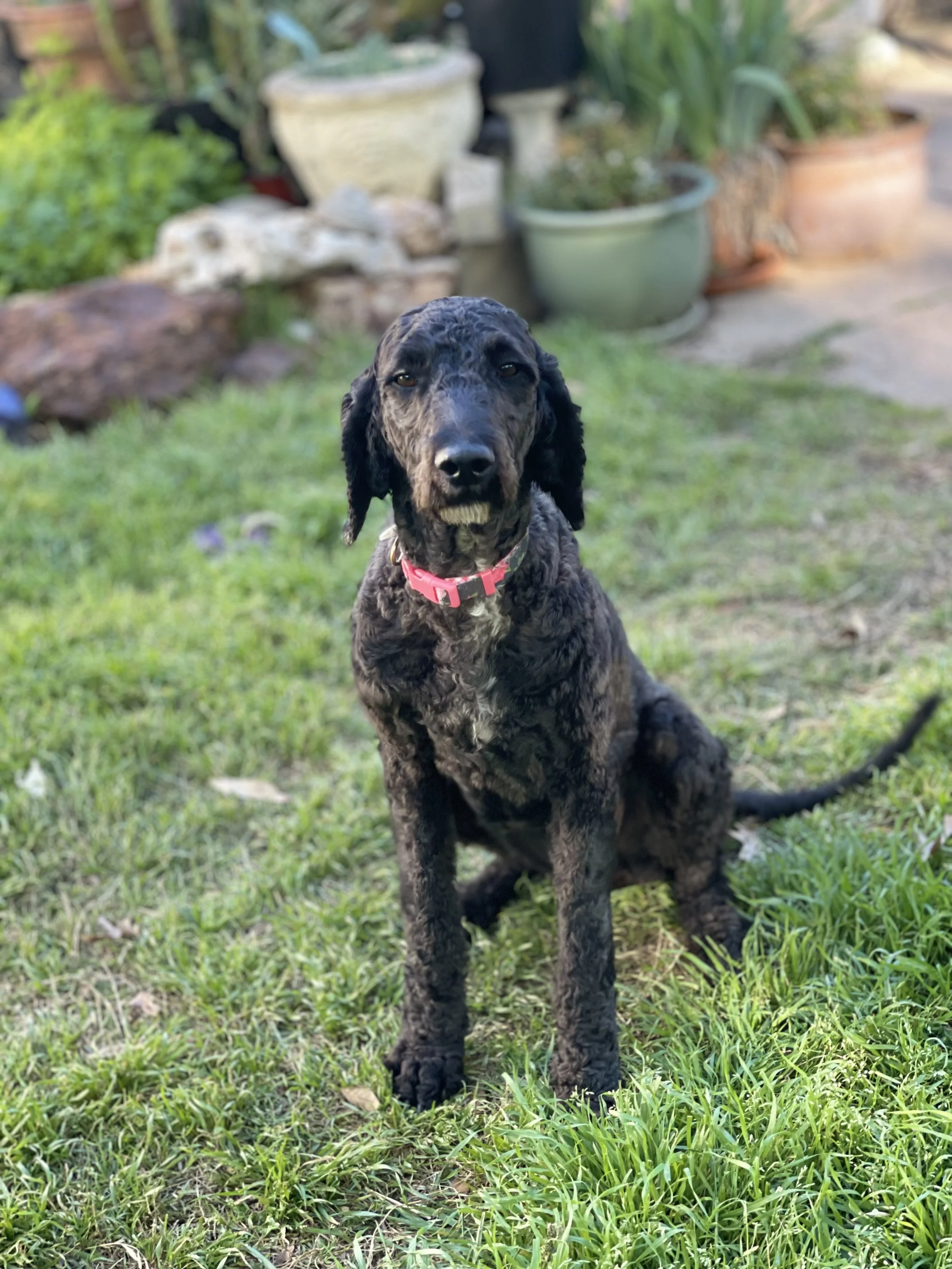 Foster Me — Fetch Wisconsin Rescue