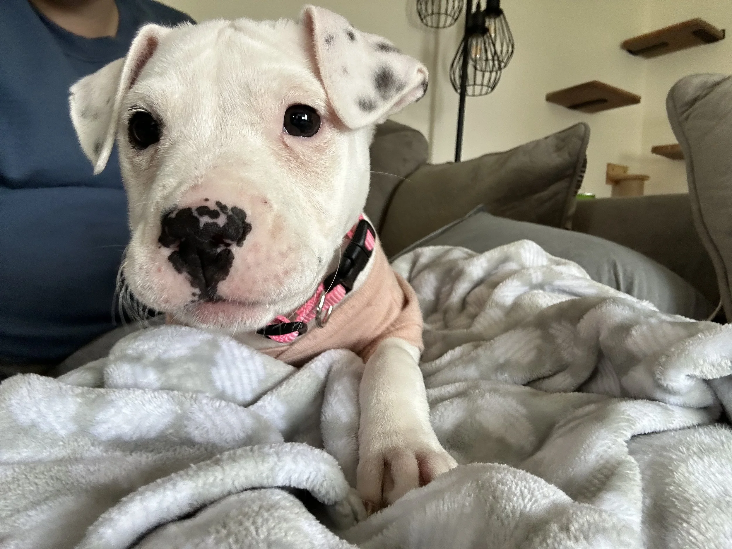 Adopt — Fetch Wisconsin Rescue