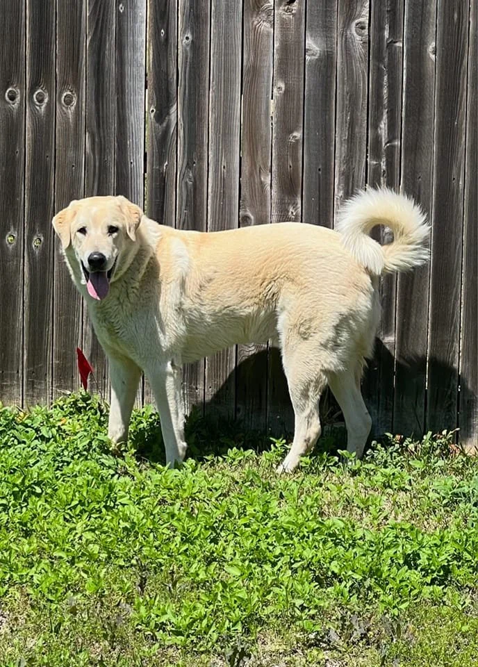 Foster Me — Fetch Wisconsin Rescue