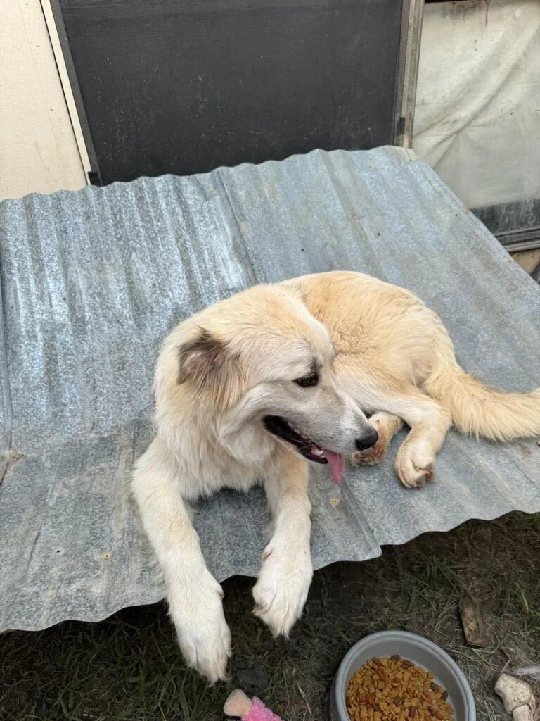 Foster Me — Fetch Wisconsin Rescue