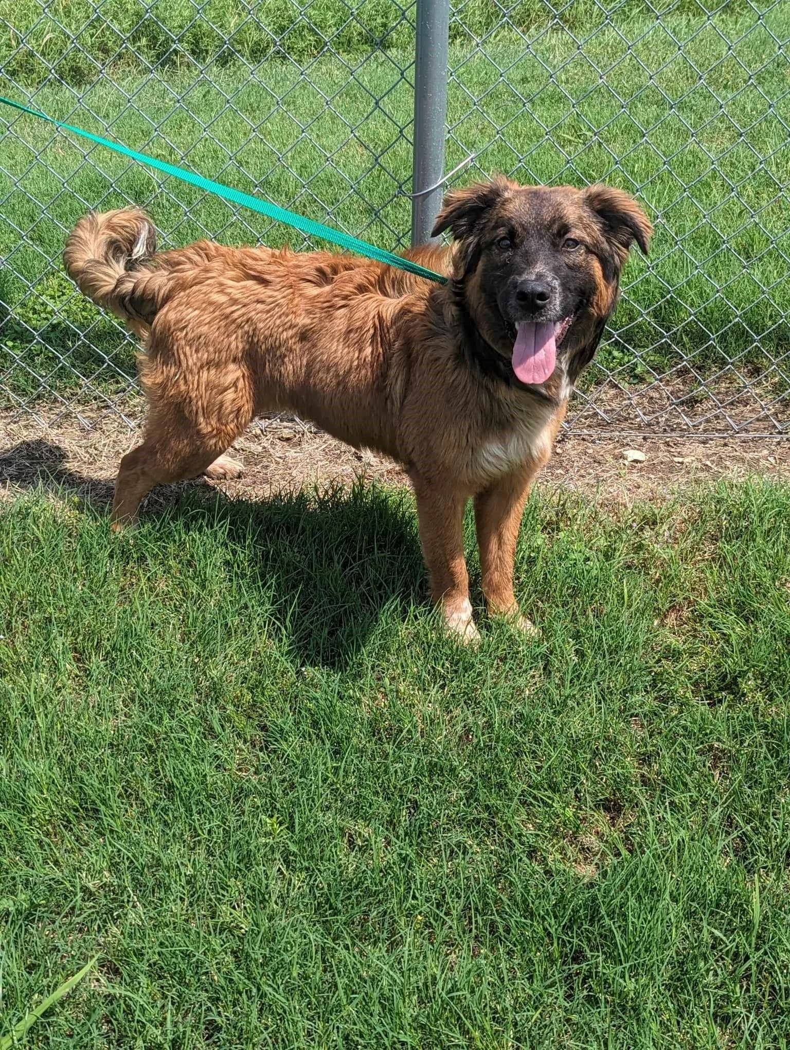 Adopt — Fetch Wisconsin Rescue