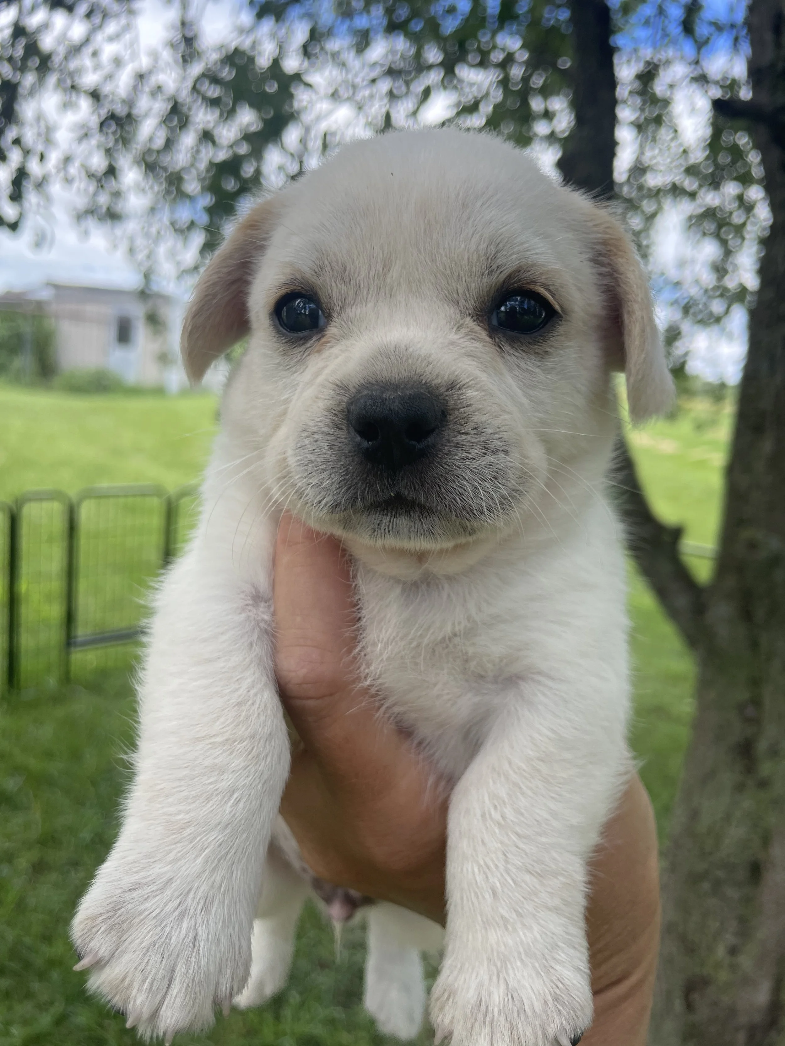 Adopt — Fetch Wisconsin Rescue