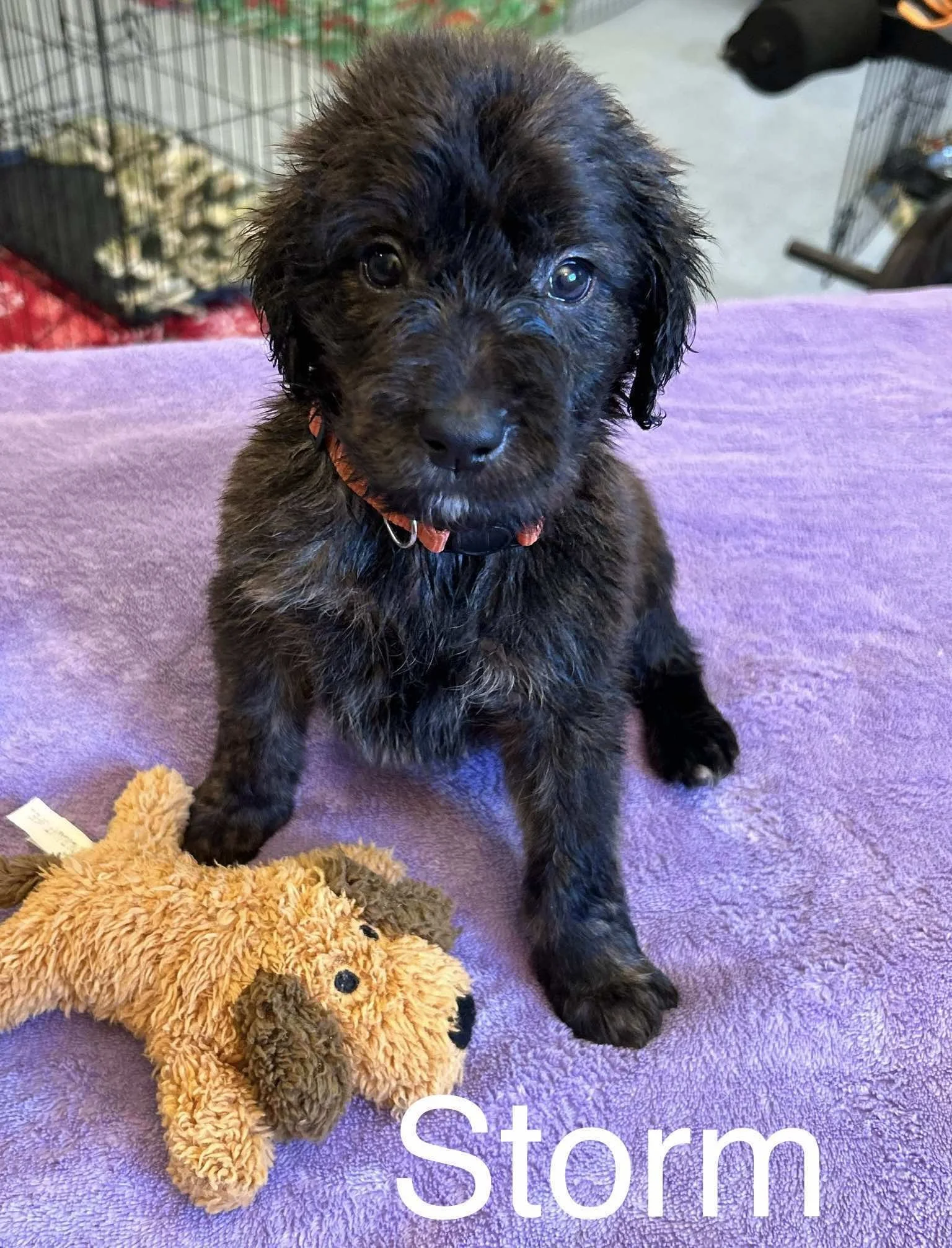 Storm — Fetch Wisconsin Rescue