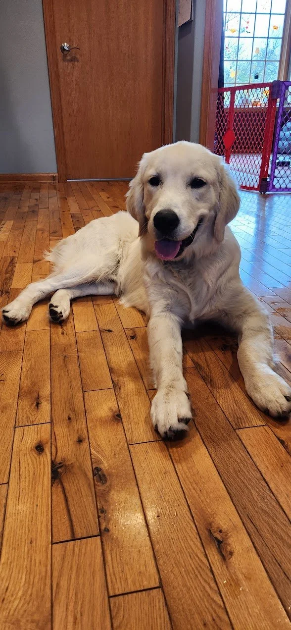 Adopt — Fetch Wisconsin Rescue