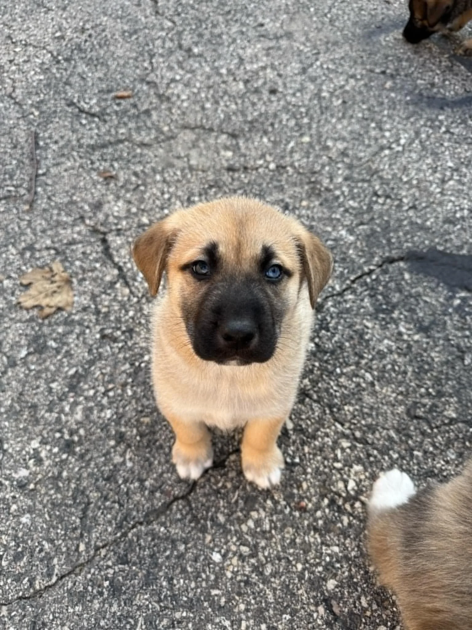 Kevin — Fetch Wisconsin Rescue