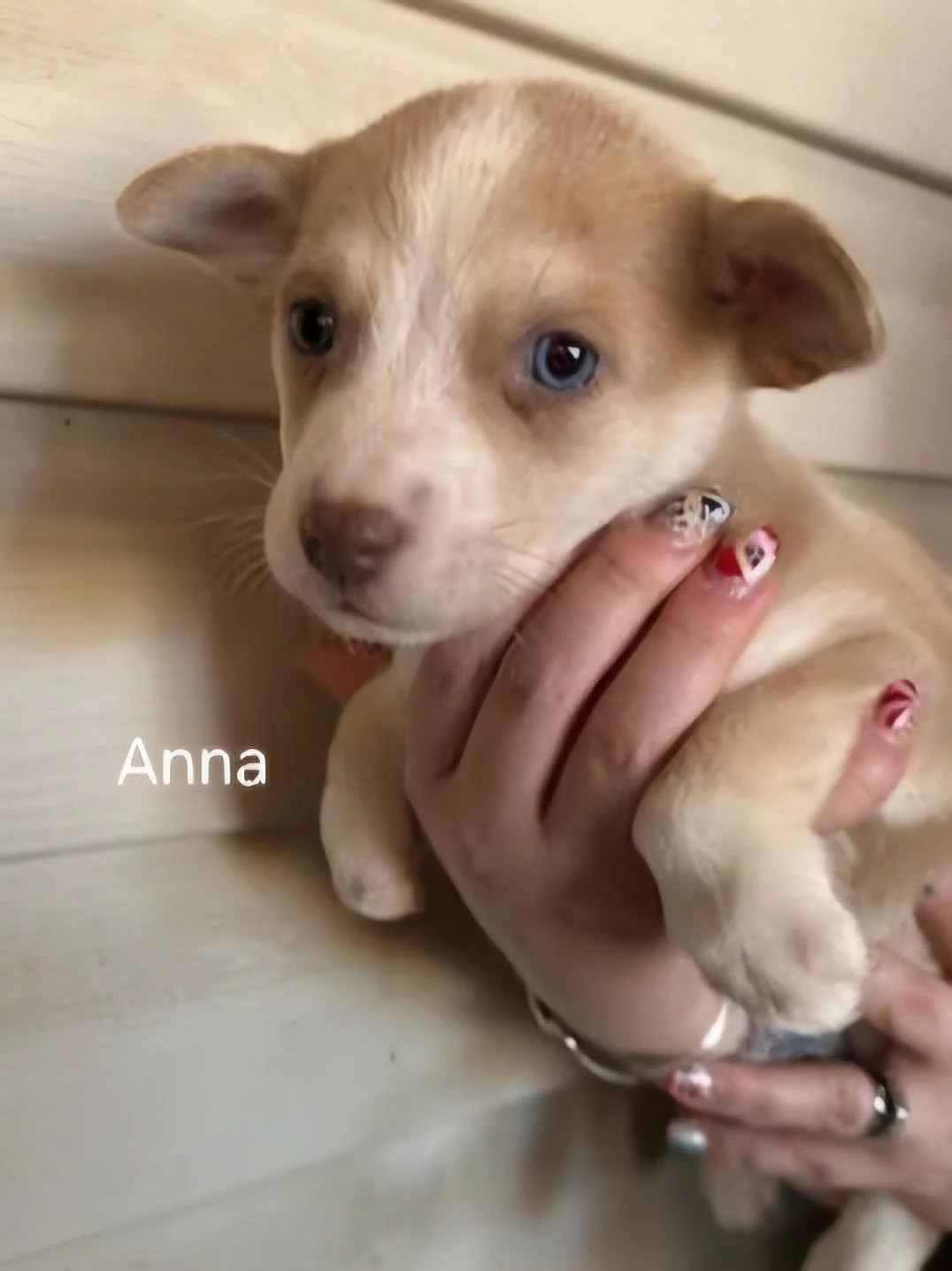 Anna — Fetch Wisconsin Rescue