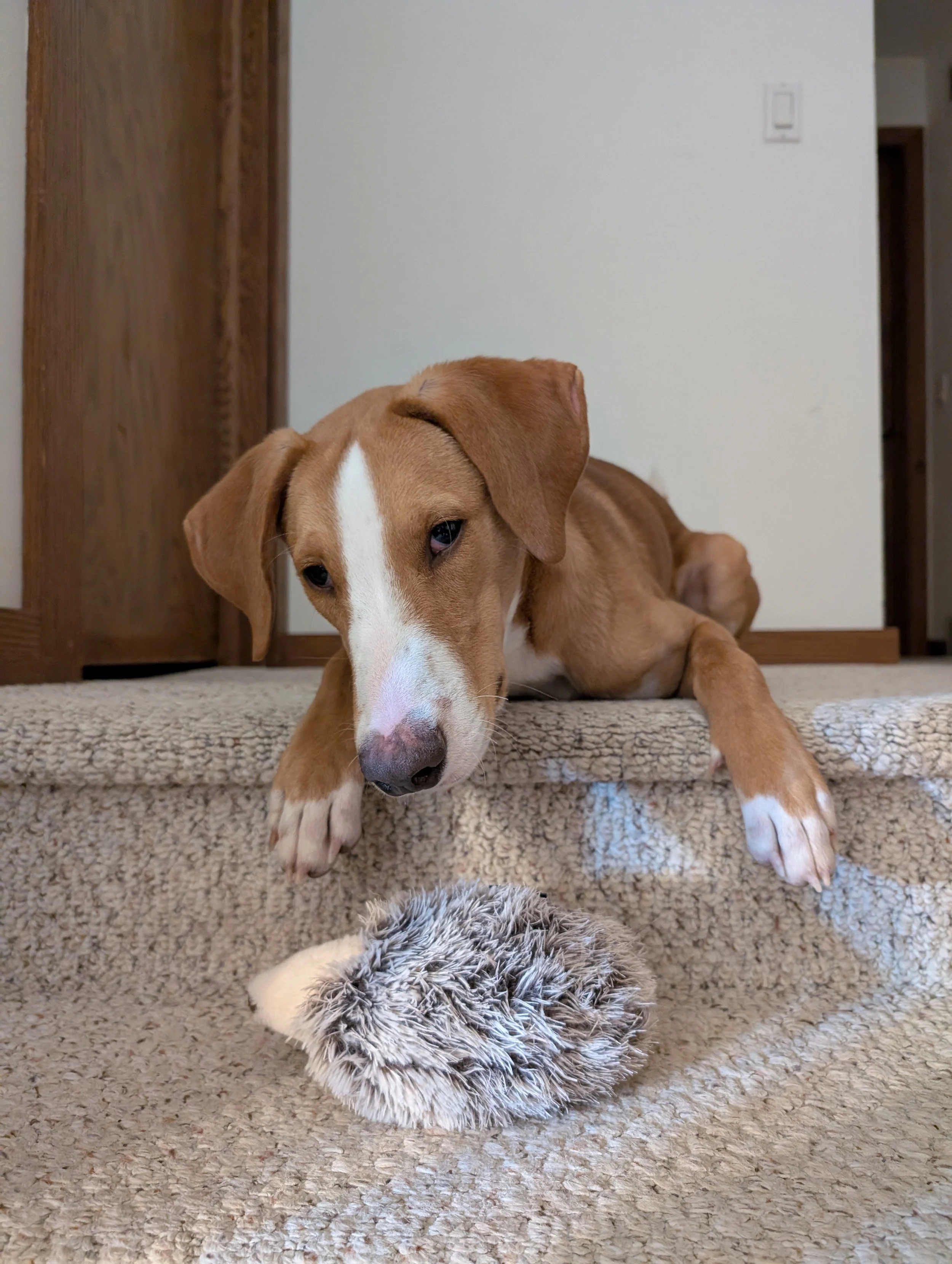 Adopt — Fetch Wisconsin Rescue