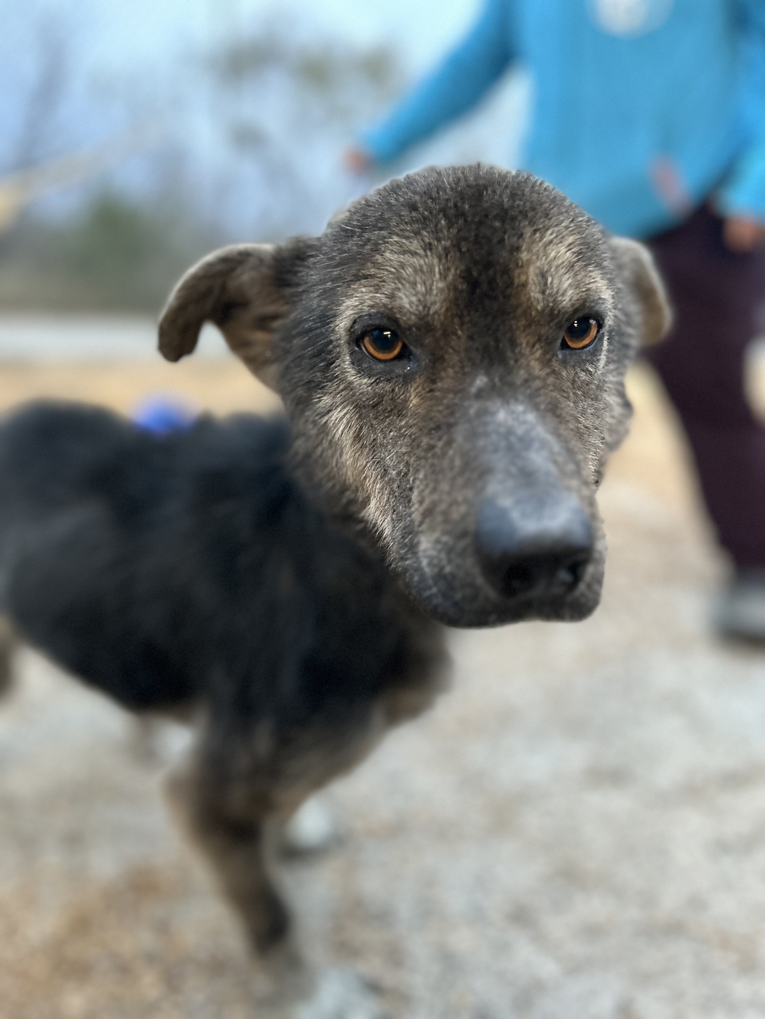 Adopt — Fetch Wisconsin Rescue