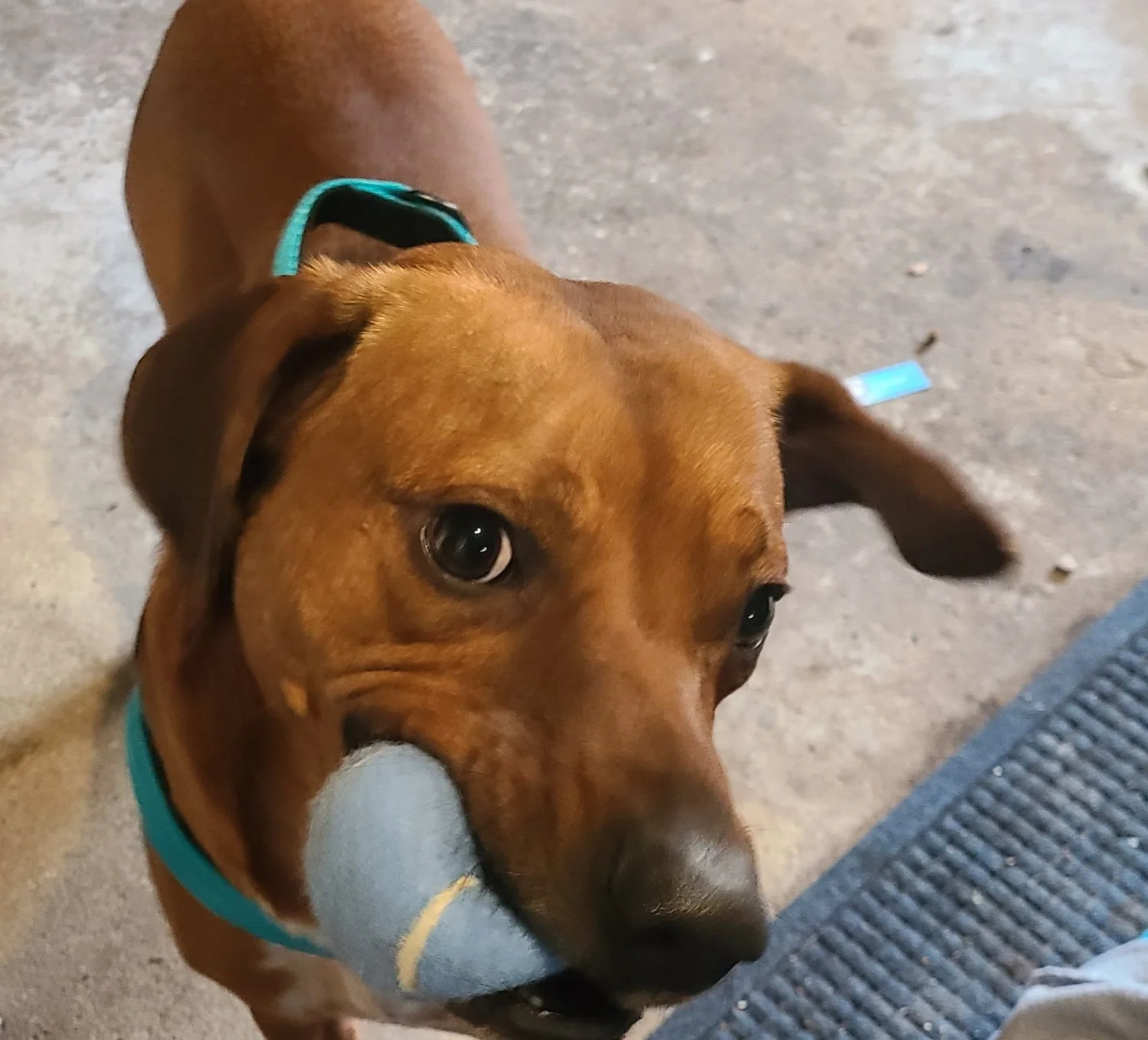 Coco — Fetch Wisconsin Rescue
