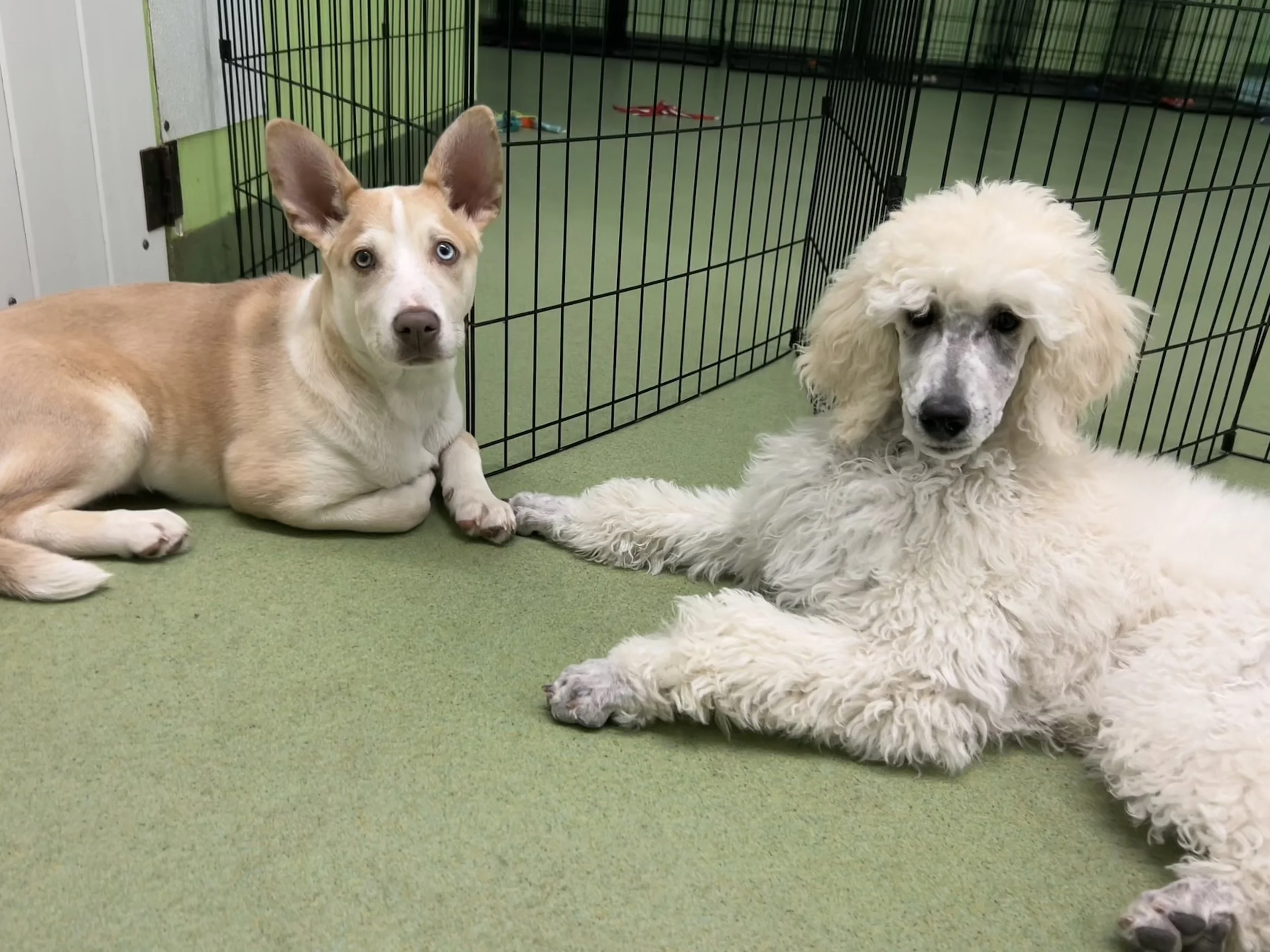 Anna — Fetch Wisconsin Rescue