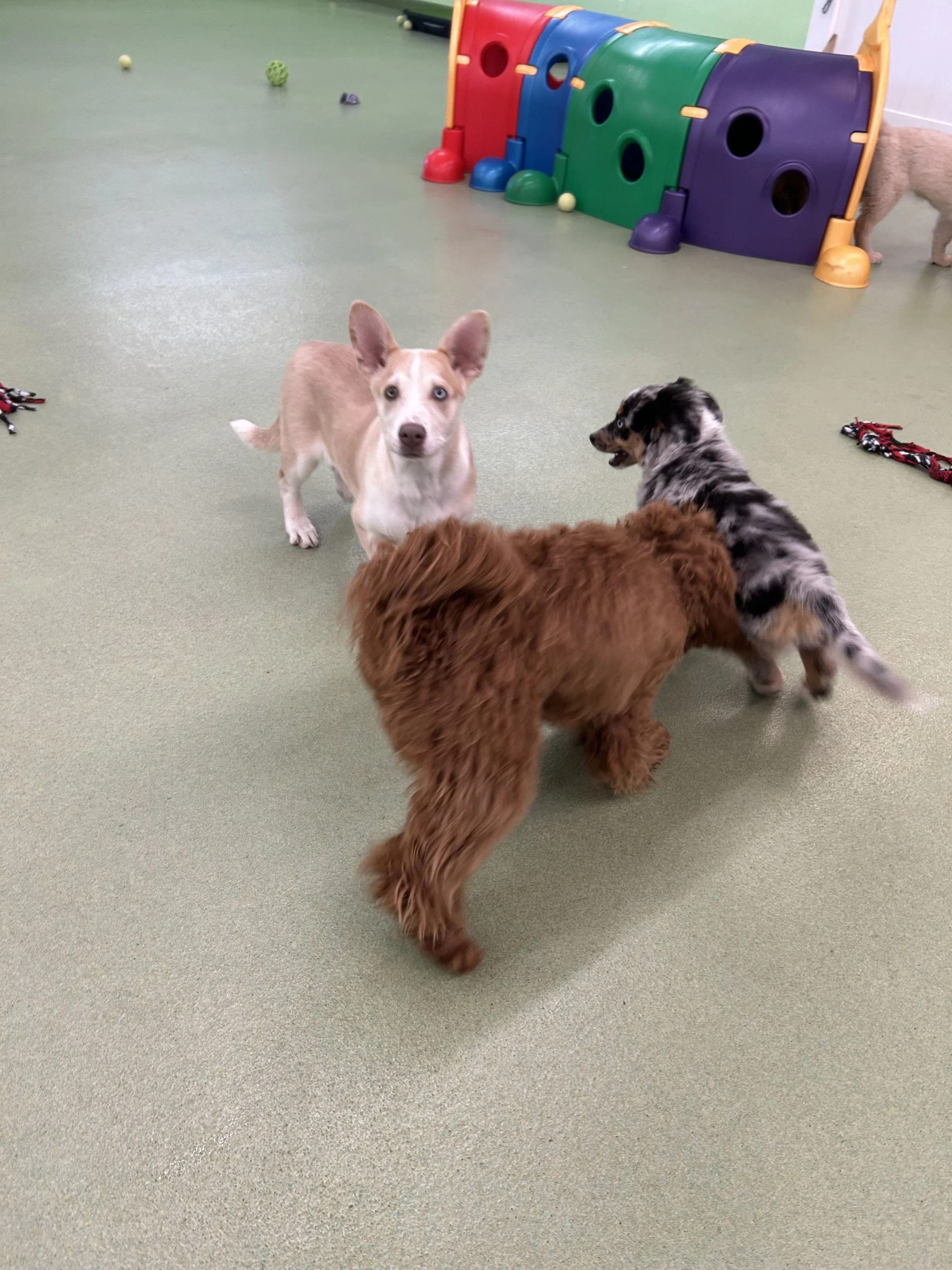 Anna — Fetch Wisconsin Rescue