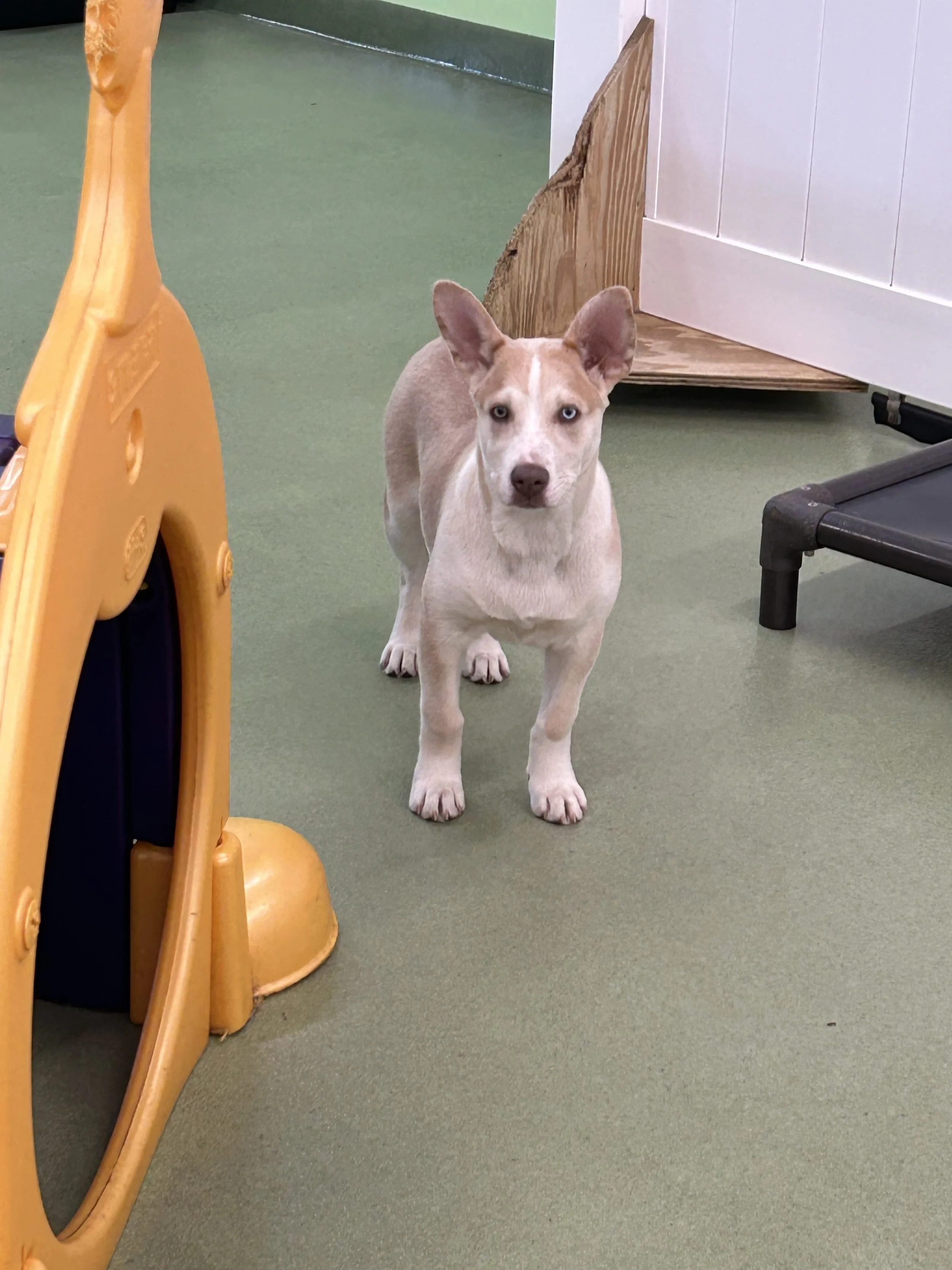 Anna — Fetch Wisconsin Rescue