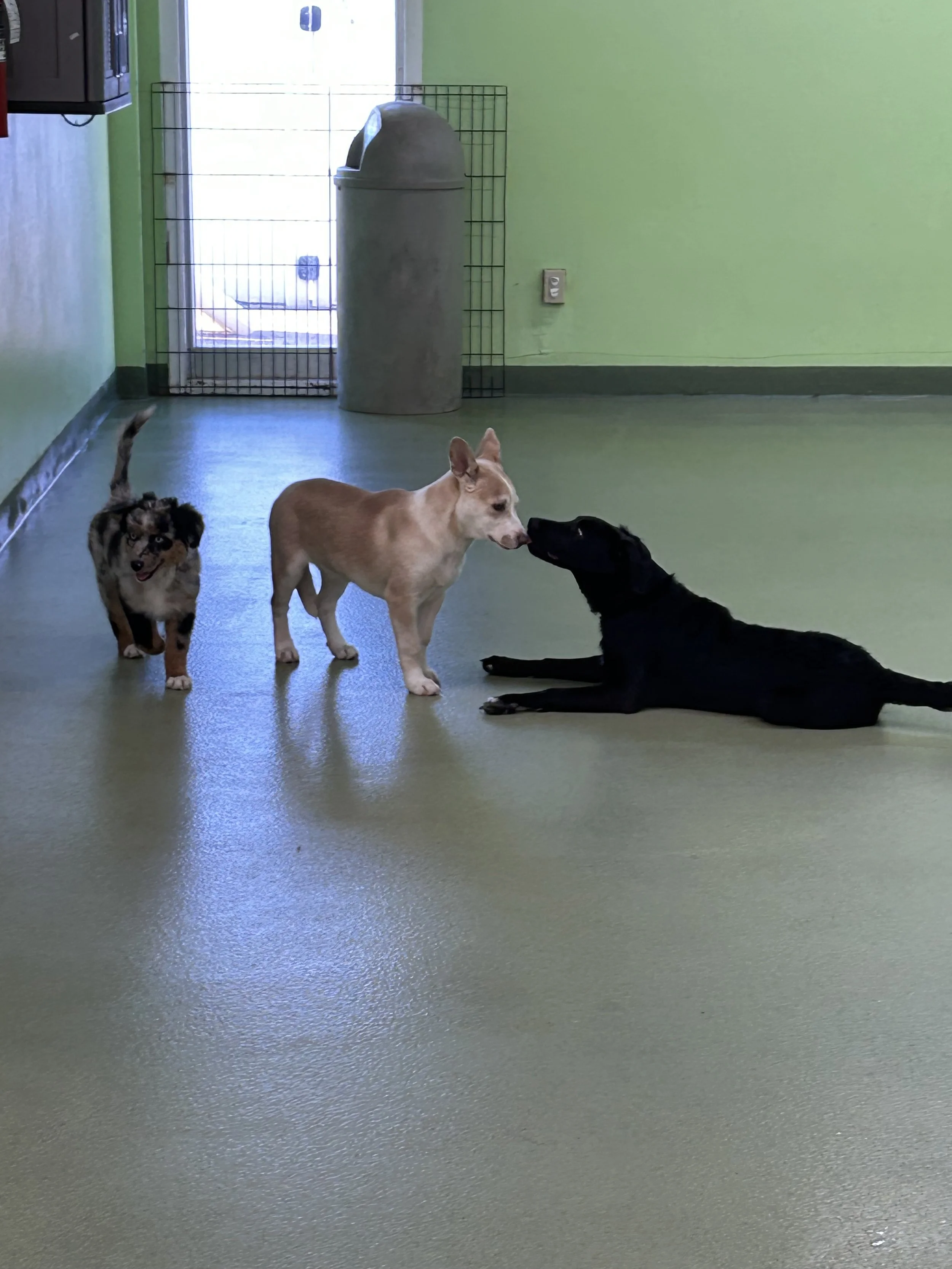 Anna — Fetch Wisconsin Rescue