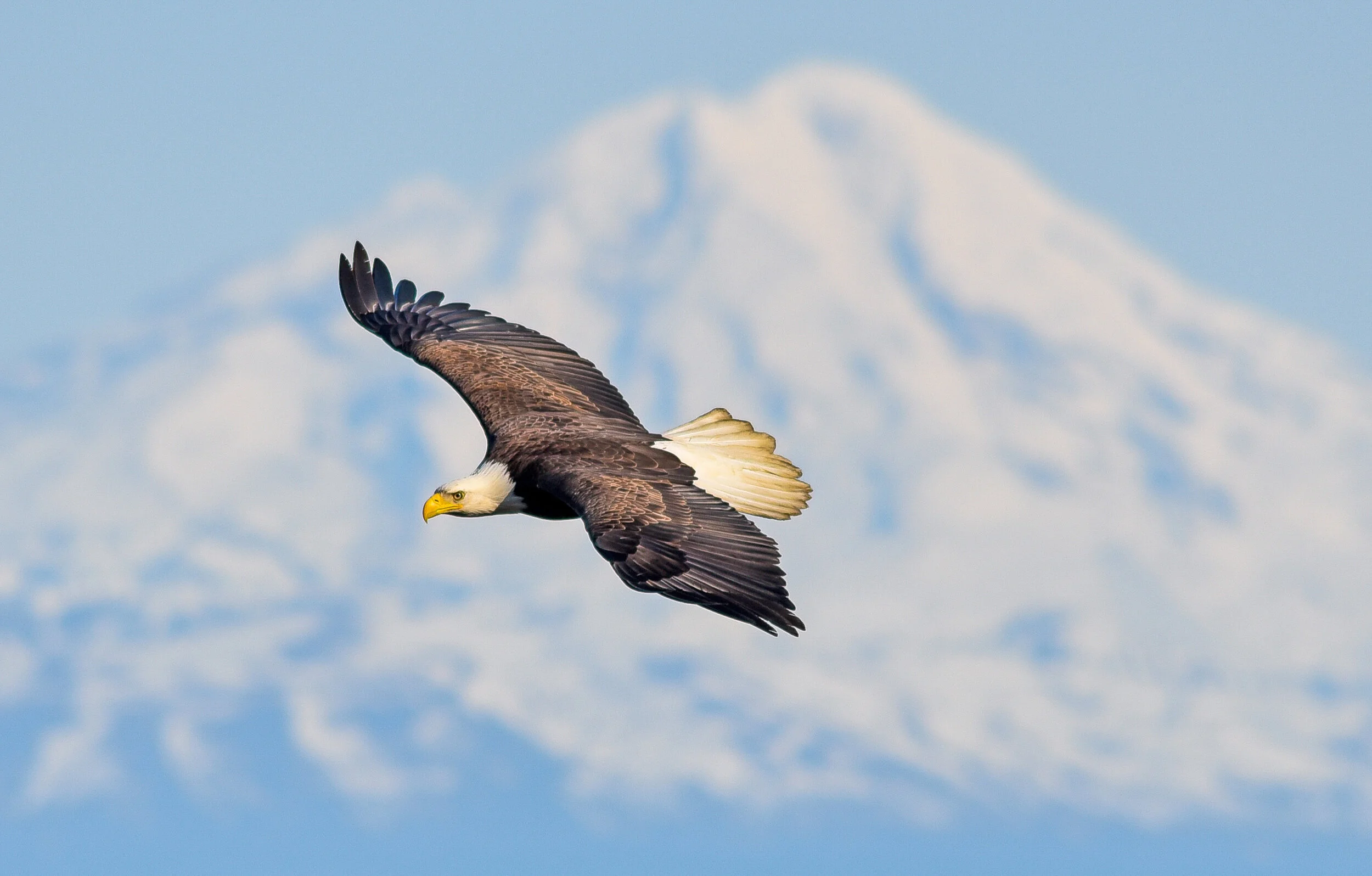 Voyager Imagery Limited Edition Wildlife Fine Art Prints by Drew H ...