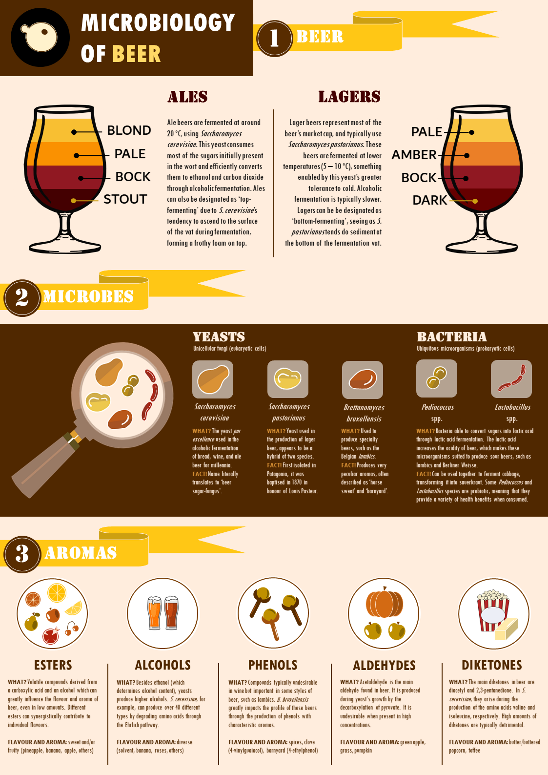Microbiology of Beers — International Microorganism Day