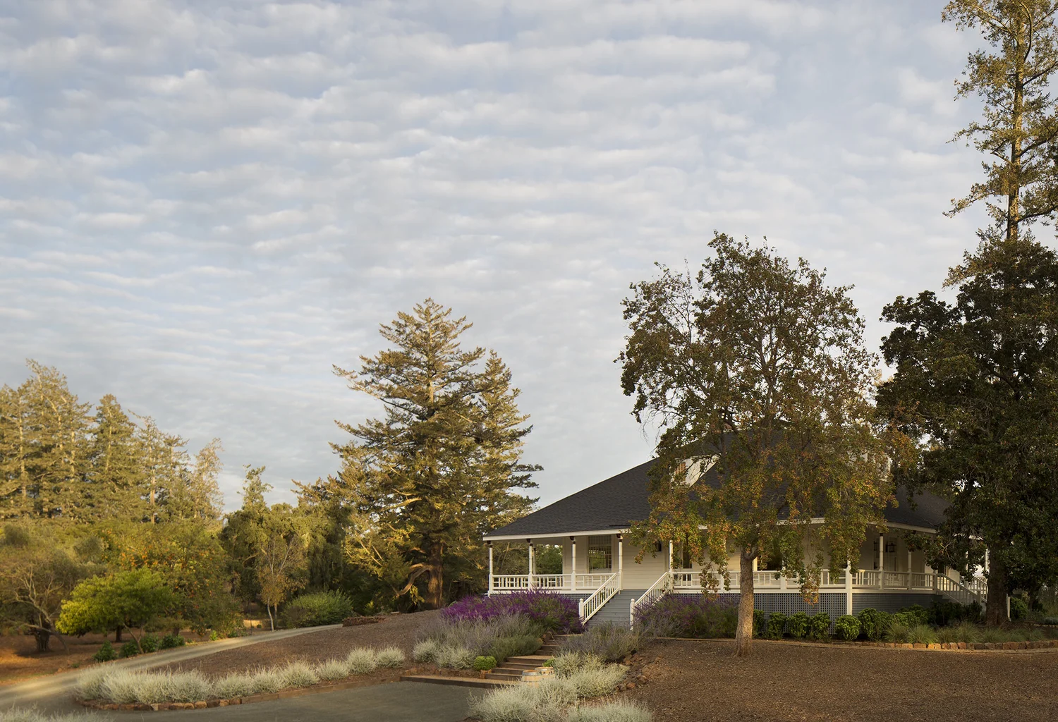 Cole House — Richard Beard Architects