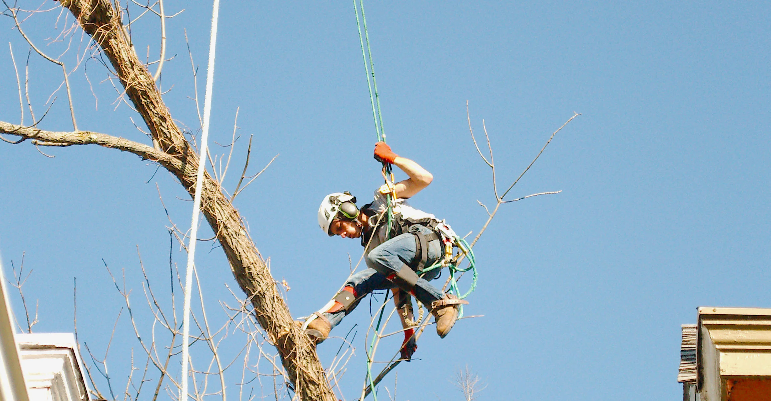 Tree Crews — Cardinal Landscaping & Tree Service