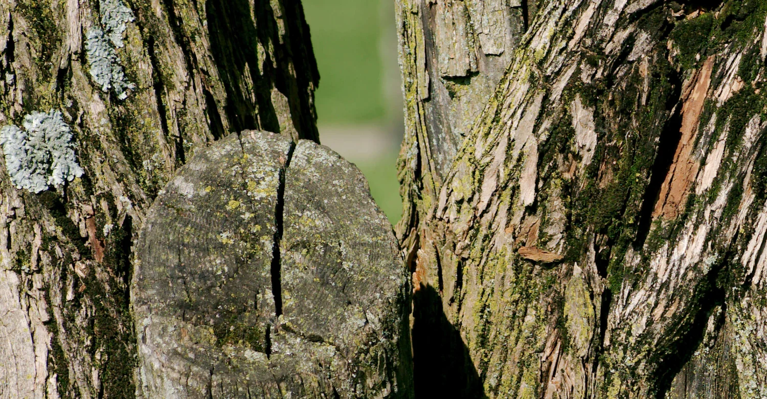 Tree Treatment — Cardinal Landscaping & Tree Service