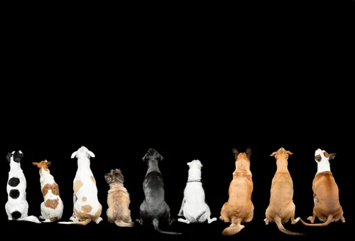 Step-by-Step Guide on How to Groom a Dog at Home Like a Pro | igroomhub ...