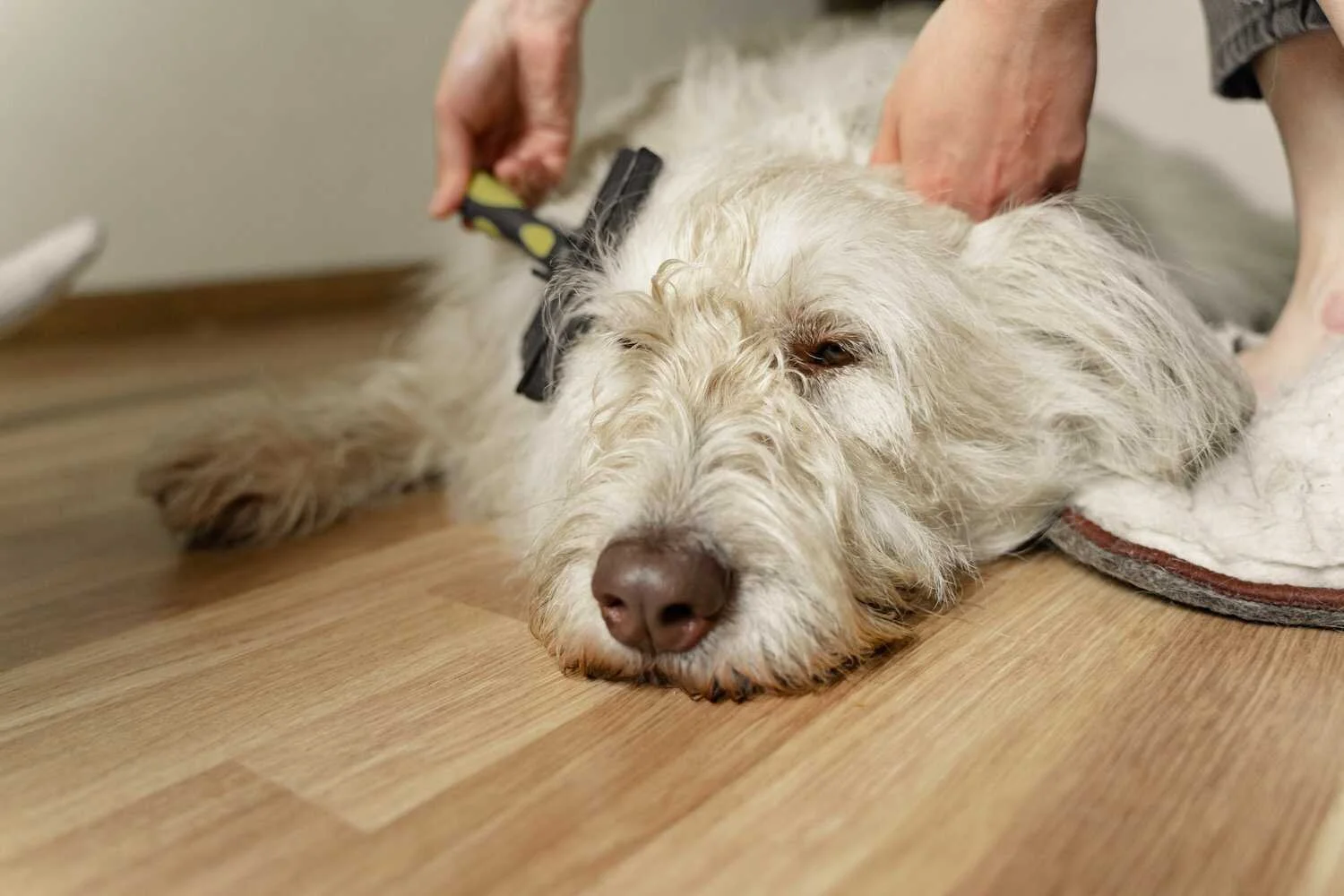 Step-by-Step Guide on How to Groom a Dog at Home Like a Pro