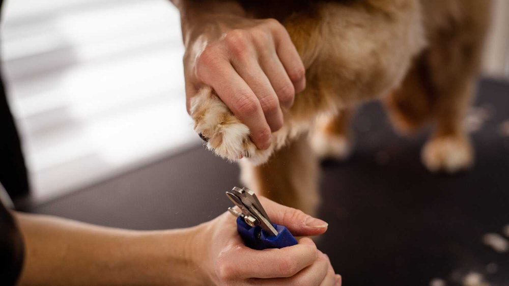 Step-by-Step Guide on How to Groom a Dog at Home Like a Pro