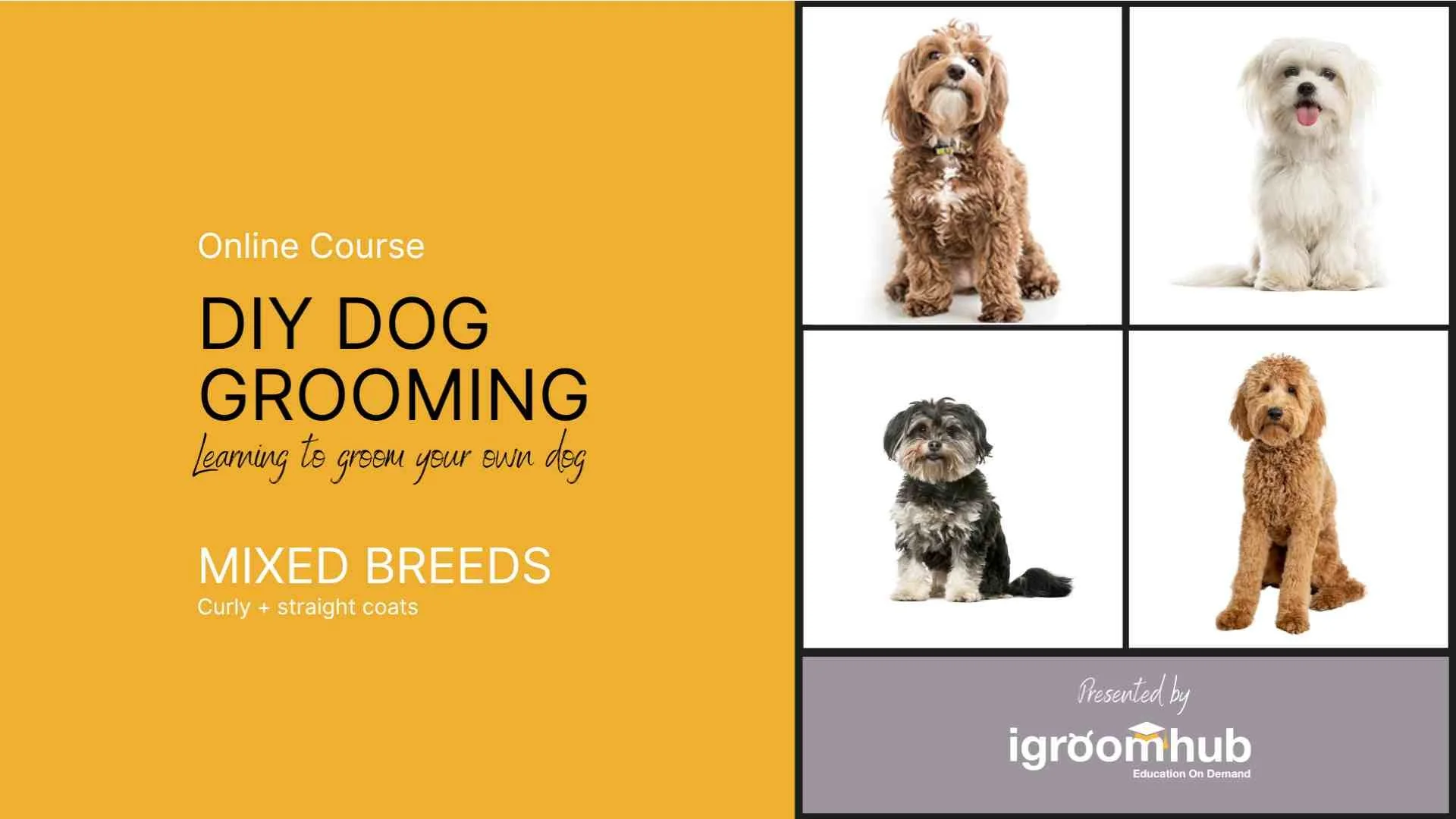 DIY Dog Grooming Guide for Groomers - Igroomhub