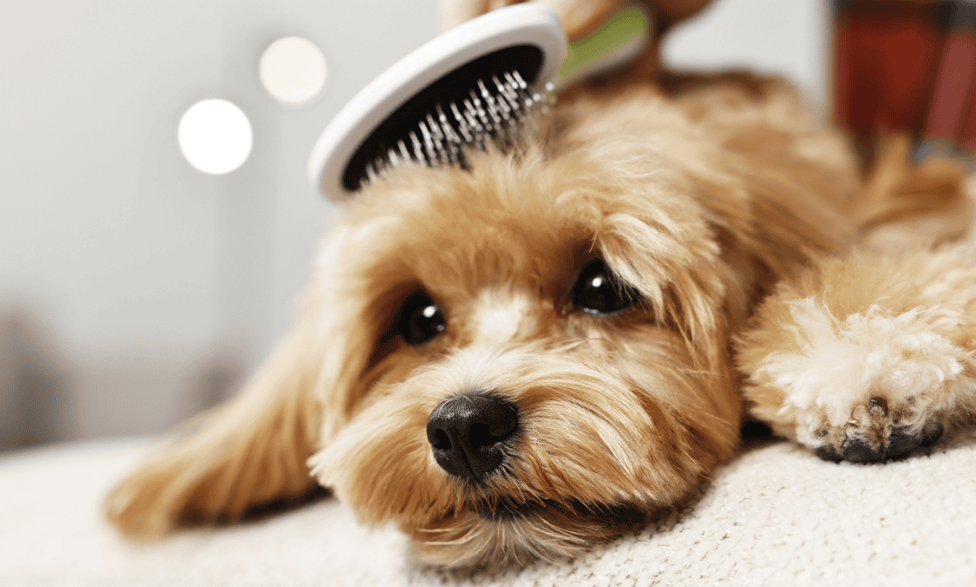 Home Dog Grooming Supplies Store | igroomdiy
