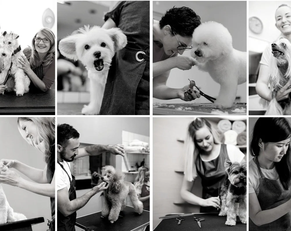 Dog Grooming Business Management by igroombiz — igroomhub