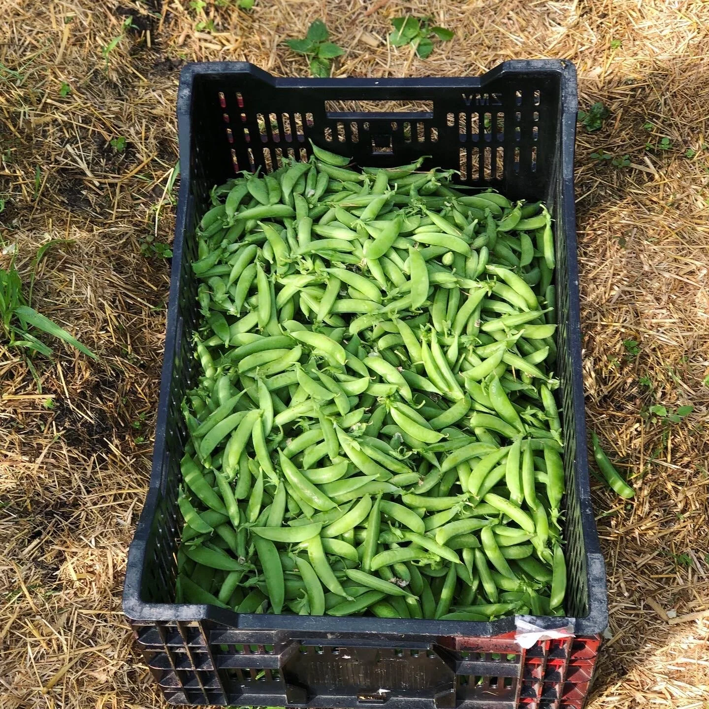 Photos — North Tabor Farm