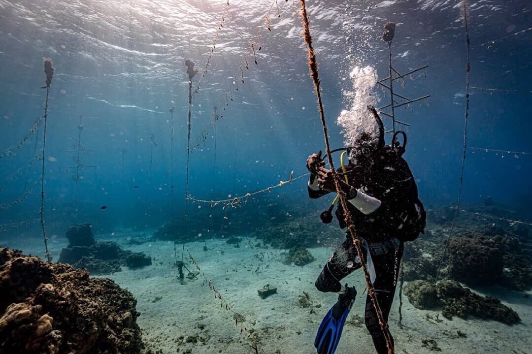 GOLDENEYE FOUNDATION, ORACABESSA BAY