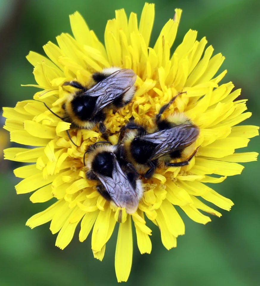 Weeds and Wild Medicine