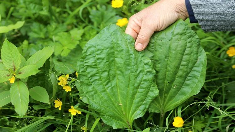 Plantain- The Sacred Herb under our feet. — Weeds and Wild Medicine