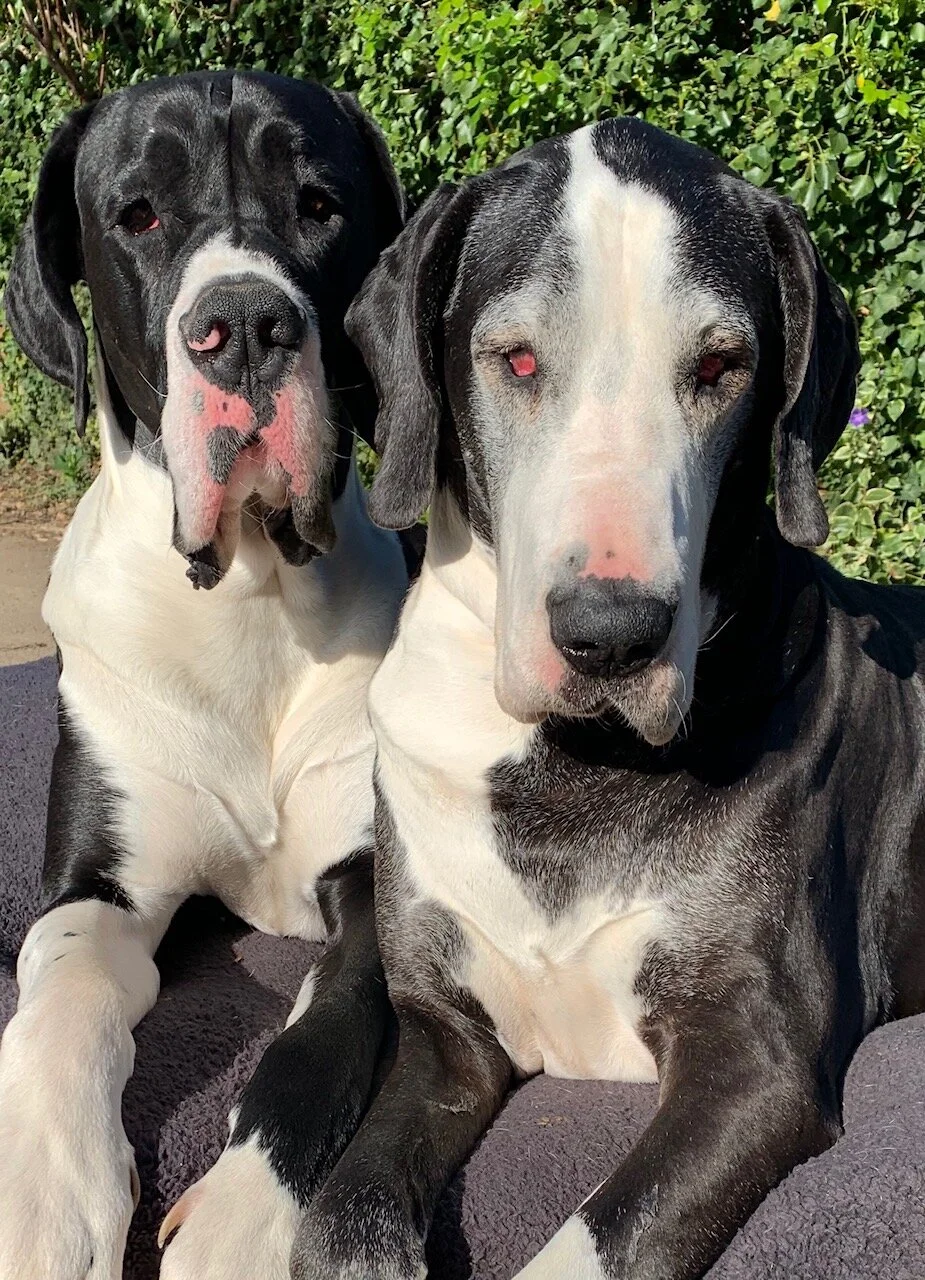 Endangered Inks Home