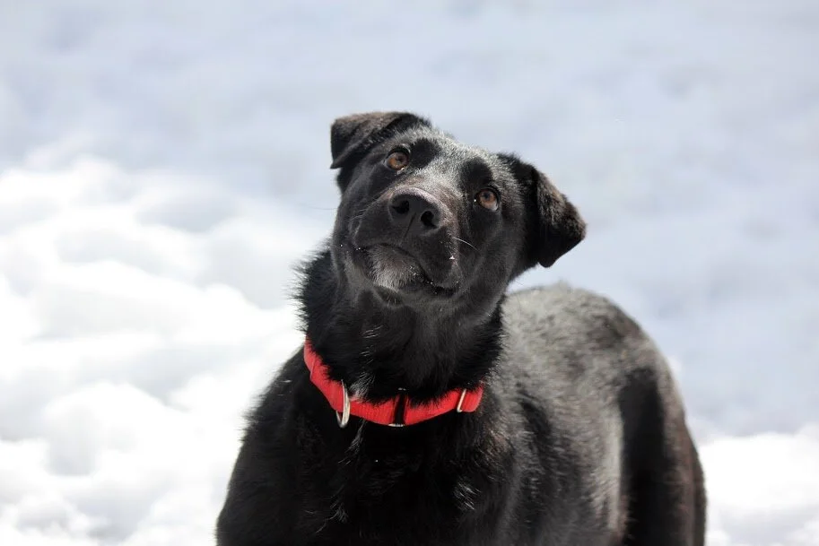 Adopt a Forever Friend - Winona Area Humane Society | Winona, MN