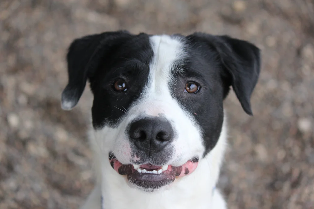 Winona Area Humane Society | Winona, MN