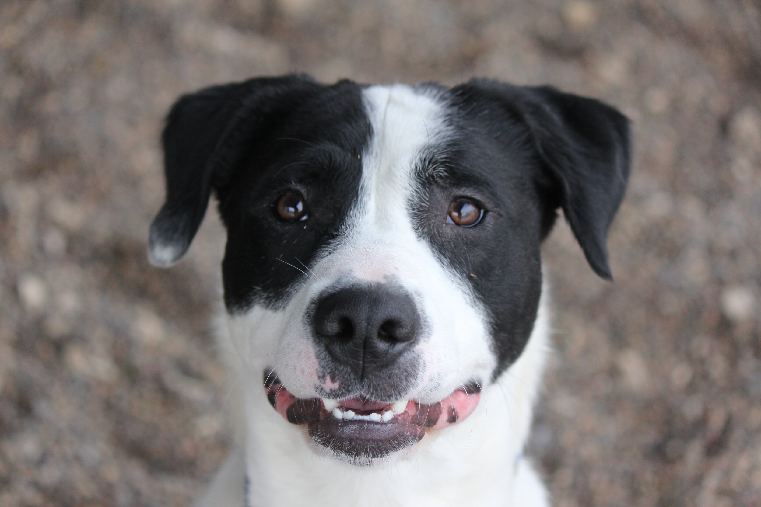 Winona Area Humane Society | Winona, MN