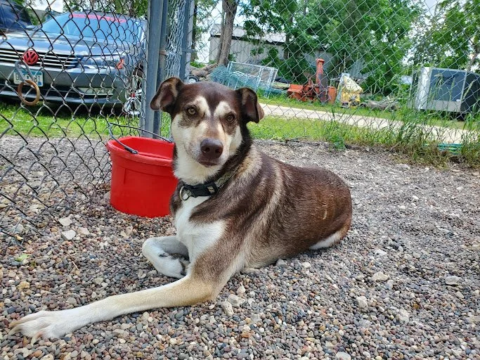 Available Dogs — Winona Area Humane Society