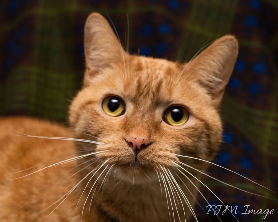 Available Cats — Winona Area Humane Society