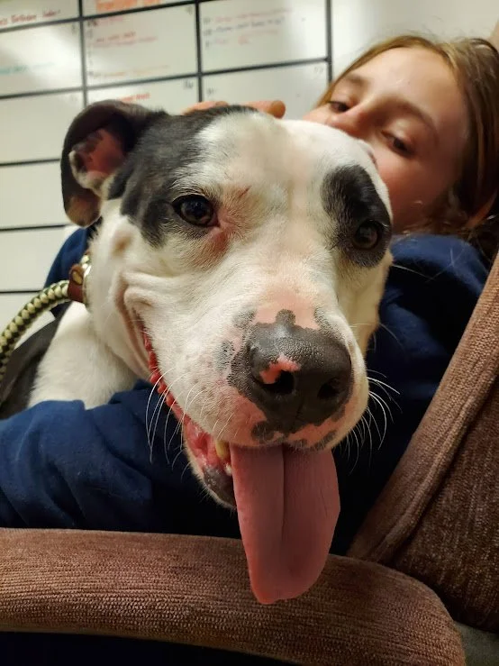 Available Dogs — Winona Area Humane Society