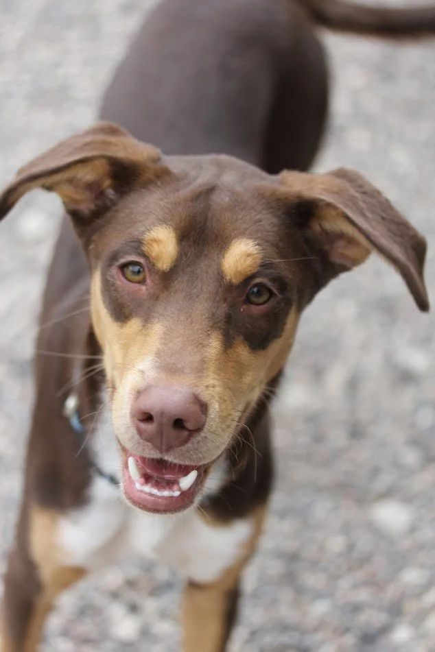 Available Dogs — Winona Area Humane Society