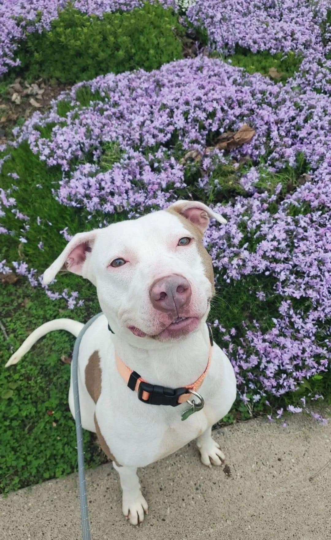 Available Dogs — Winona Area Humane Society