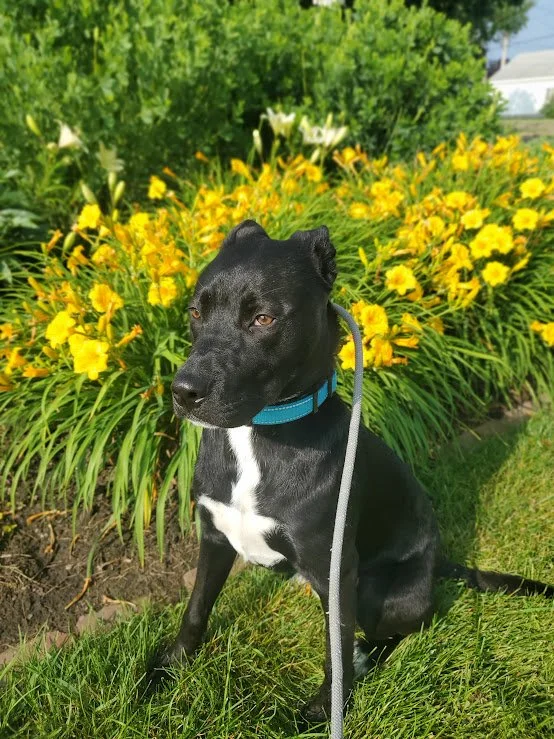 Available Dogs — Winona Area Humane Society