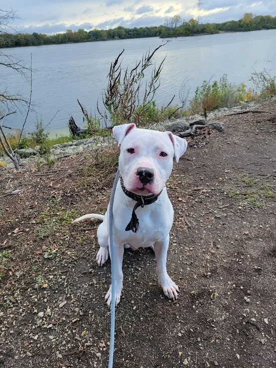 Available Dogs — Winona Area Humane Society