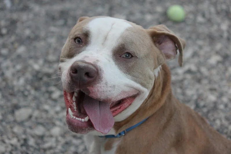 Available Dogs — Winona Area Humane Society