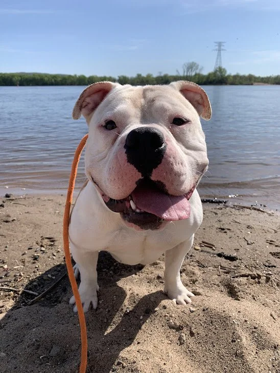 Available Dogs — Winona Area Humane Society