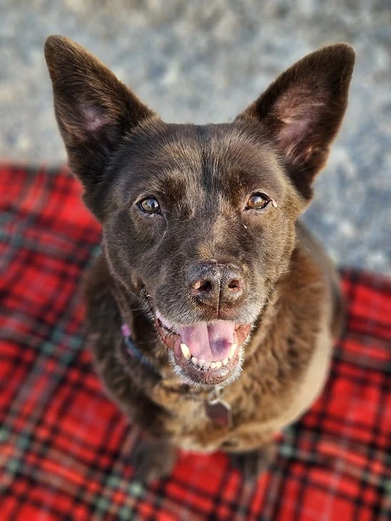 Available Dogs — Winona Area Humane Society