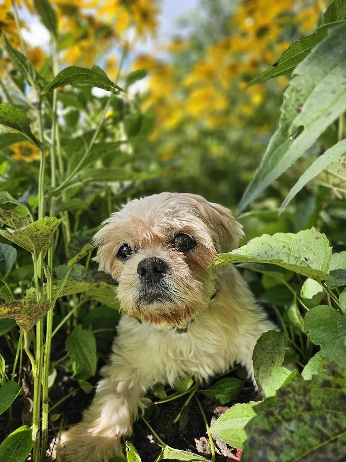 Available Dogs — Winona Area Humane Society