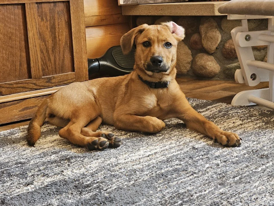 Available Dogs — Winona Area Humane Society